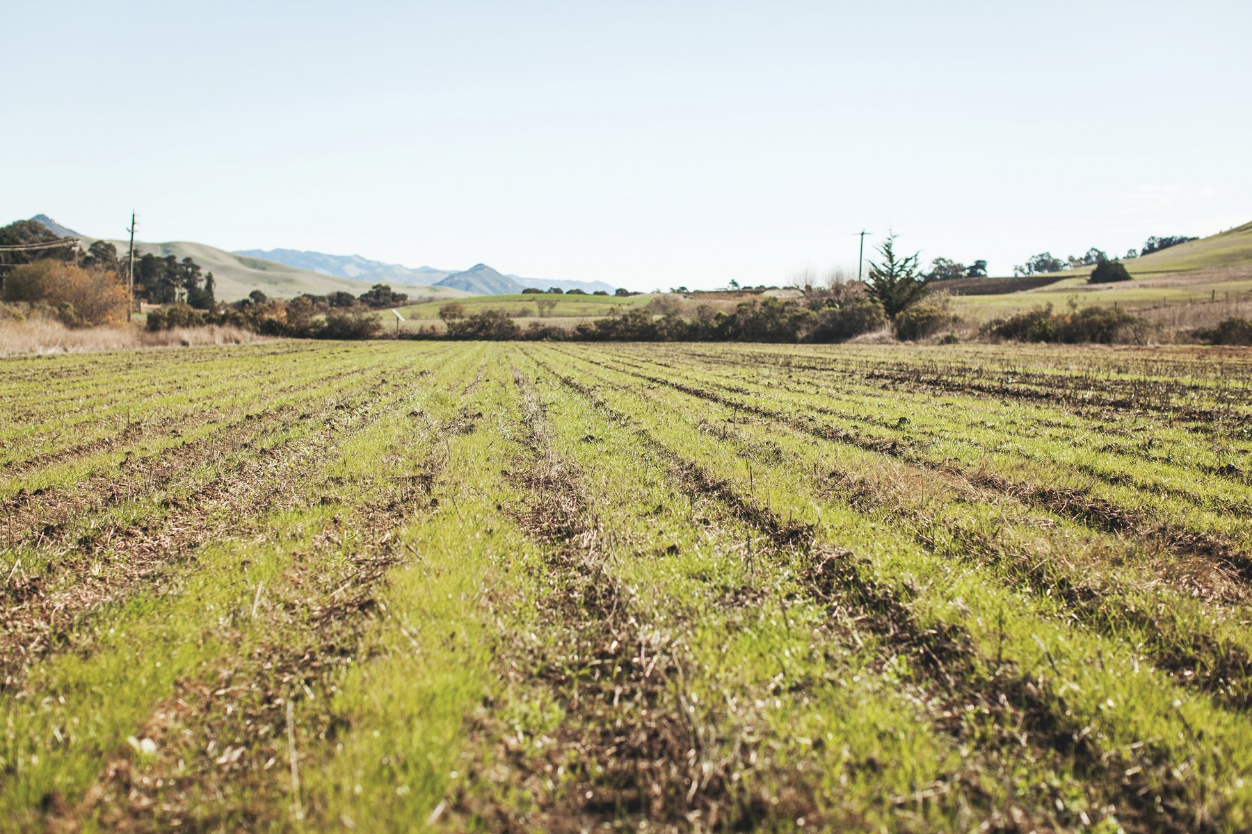 Kandarian Organic Farms and the Grounds From Which We Grow - Edible San ...