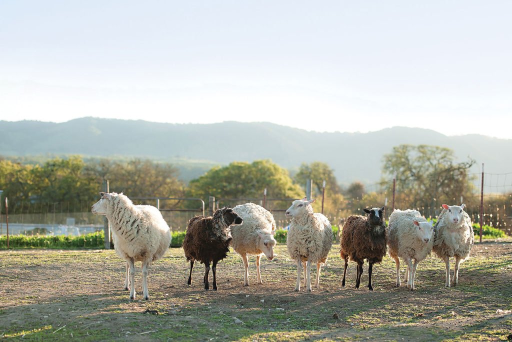 Savoring Summer Along the SLO Co Farm Trail - Edible San Luis Obispo