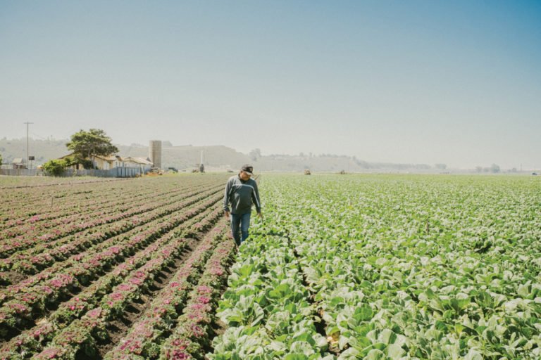 The Hayashi Family Epitomizes Multigenerational Farming - Edible San ...
