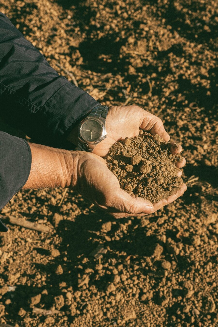 Dry Farming on the Central Coast - Edible San Luis Obispo