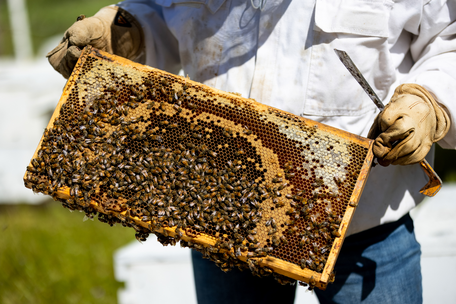 Queen Bee: Creston Bee Company - Edible San Luis Obispo