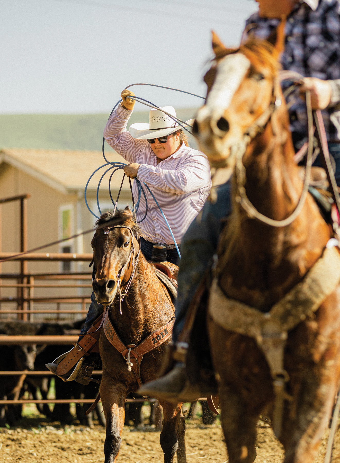 A View from the Top: Molnar Cattle - Edible San Luis Obispo