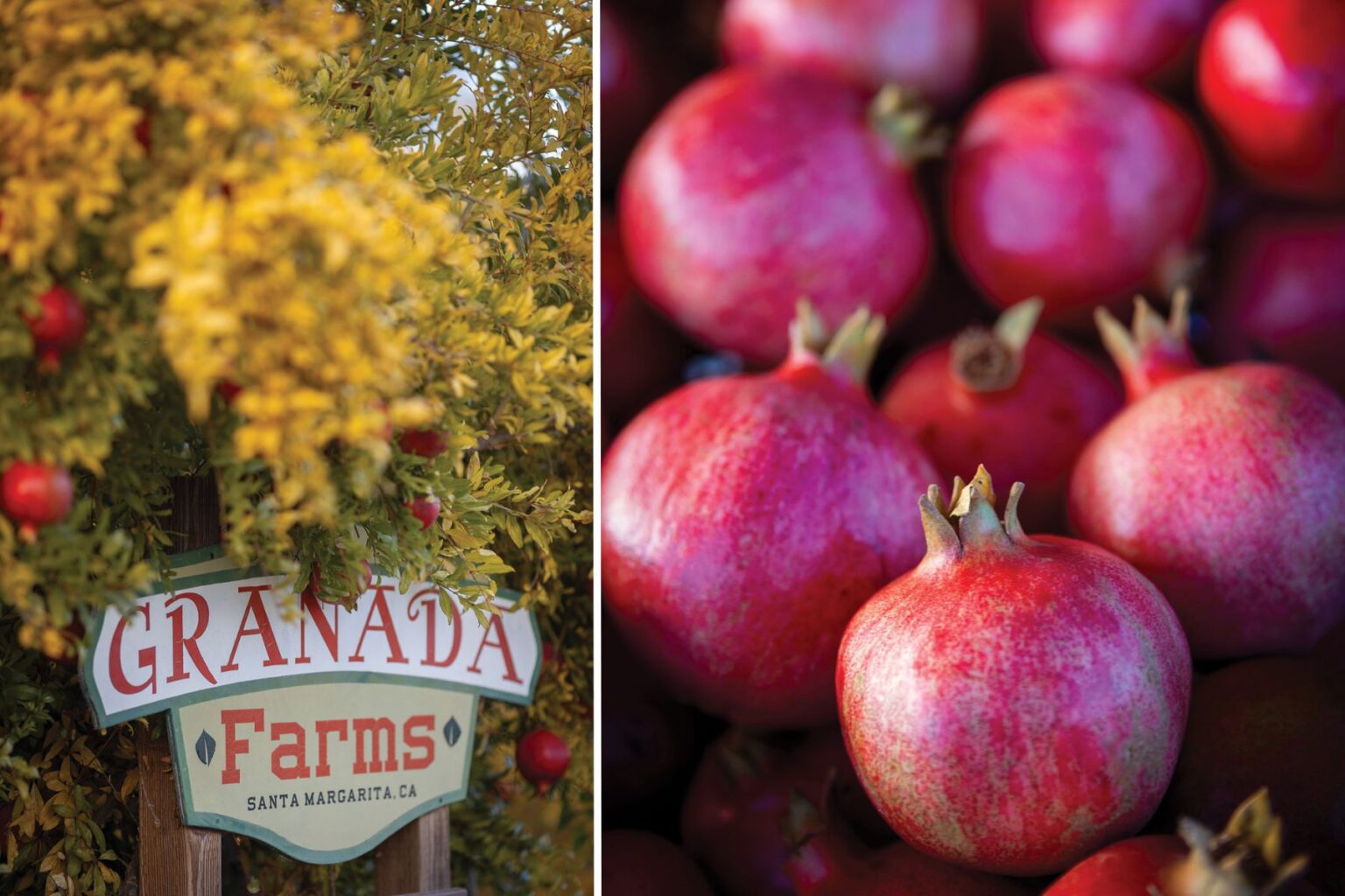 Granada Farms: A Passion for Pomegranates - Edible San Luis Obispo